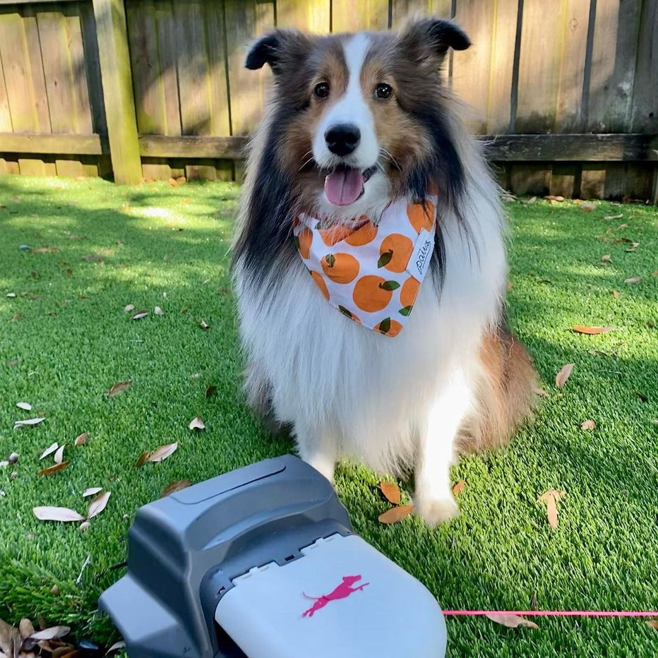 SwiftPaws Home Original