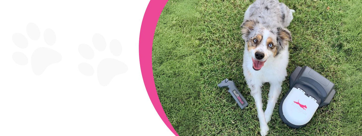 Chase Kit – SwiftPaws