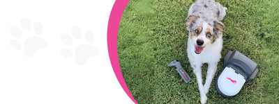 Chase Kit – SwiftPaws