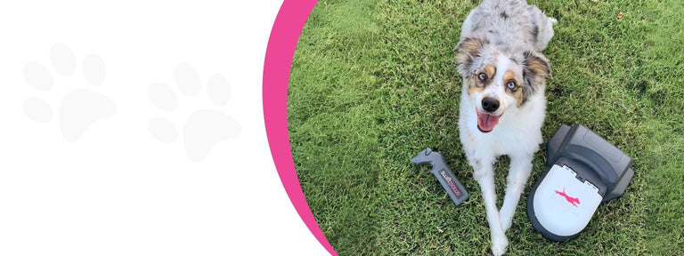 Chase Kit – SwiftPaws