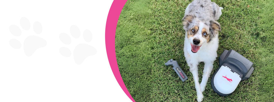 Chase Kit – SwiftPaws