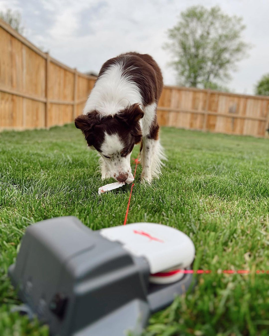 SwiftPaws Home Original